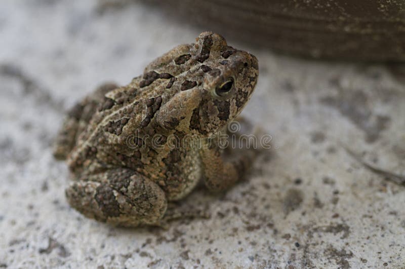 Eastern Gray Tree Frog - Hyla Chrysoscelis - Morgan County Alabama USA ...