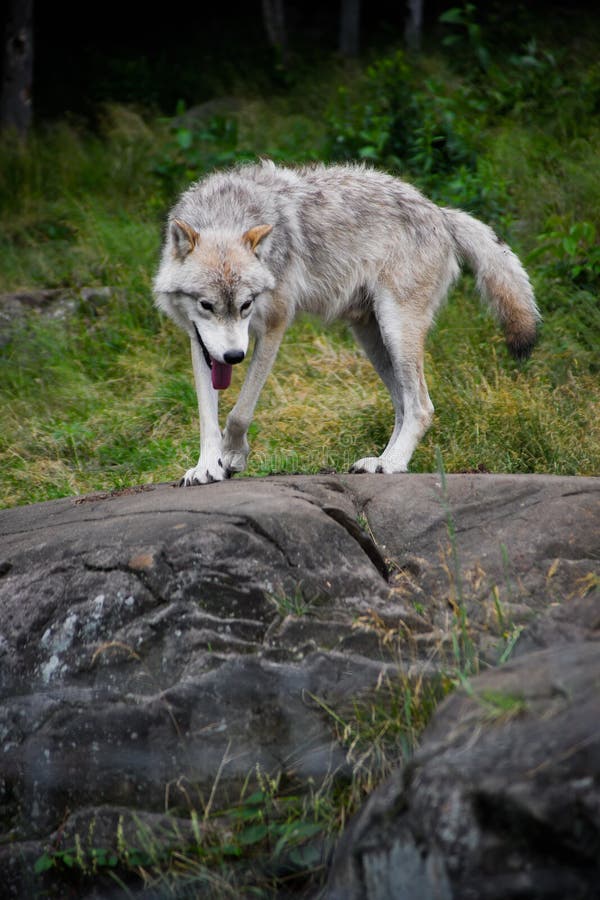 Eastern Gray Wolf Walking on Large Rock Stock Image - Image of claws ...
