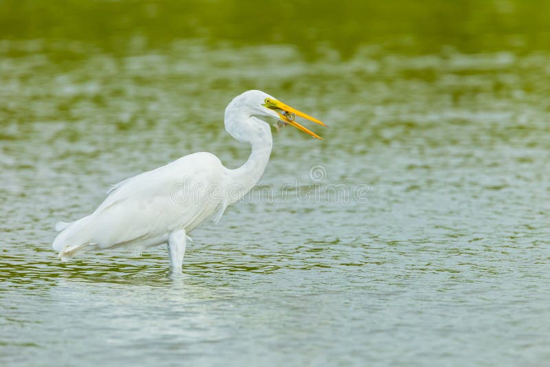 Eastern Great Egret with Fish in Her Mount Stock Photo - Image of grace ...