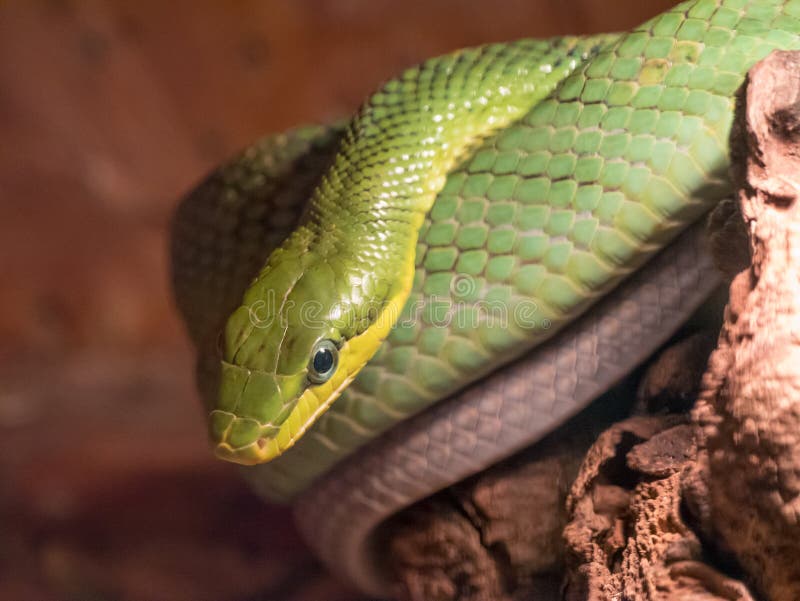 Eastern Green Mamba on the Branch of Tree Stock Image - Image of ...