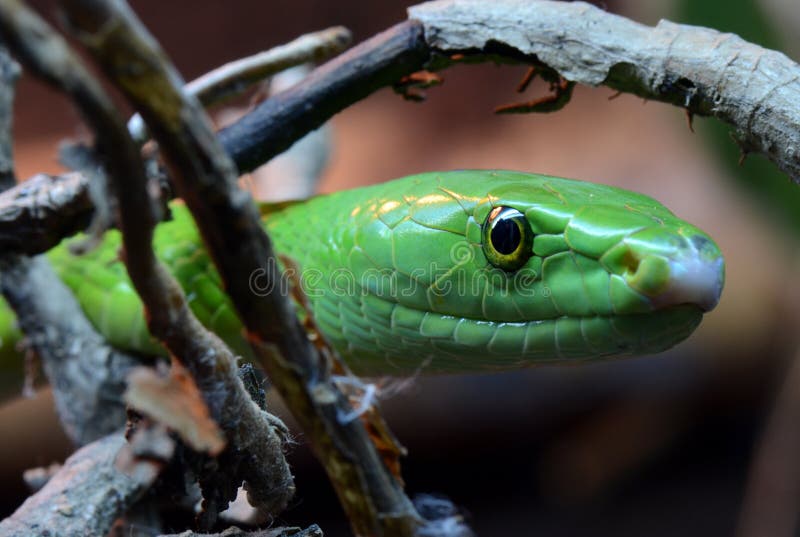 Eastern Green Mamba Close-up Stock Image - Image of arboreal, green ...