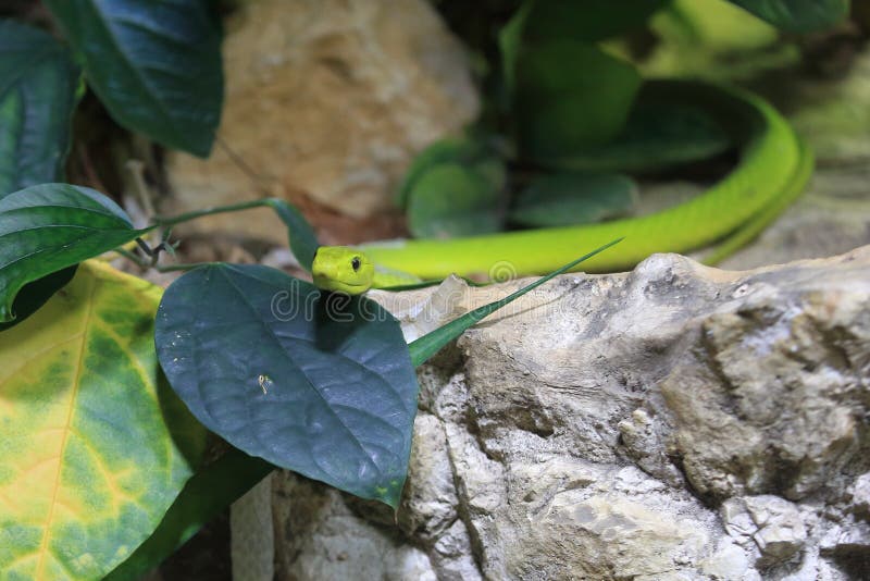 Eastern green snake stock photo. Image of camouflage, philothamnus ...