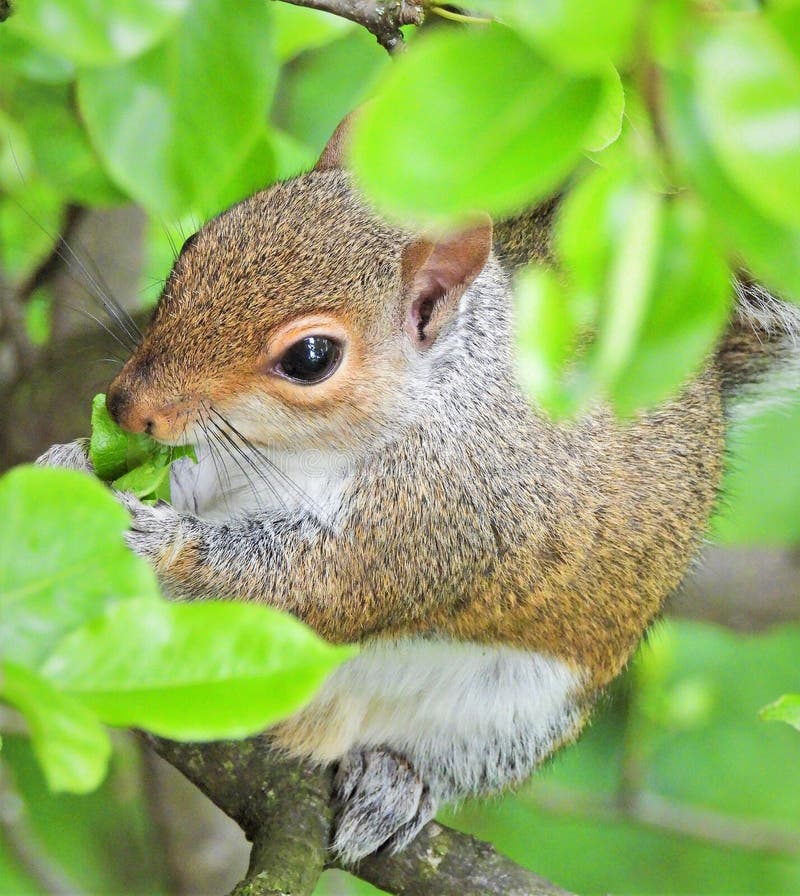 Eastern Grey Common Squirrel Stock Photo - Image of fruit, common ...