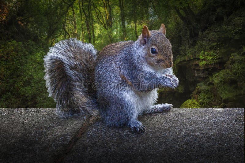 Eastern Grey or Gray Squirrel Stock Image - Image of wildlife, wild ...