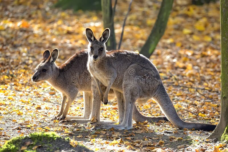 Eastern Grey Kangaroo in a Clearing Stock Image - Image of autumn ...