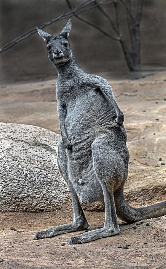 Eastern grey kangaroo 9 stock image. Image of life, tail - 102062741