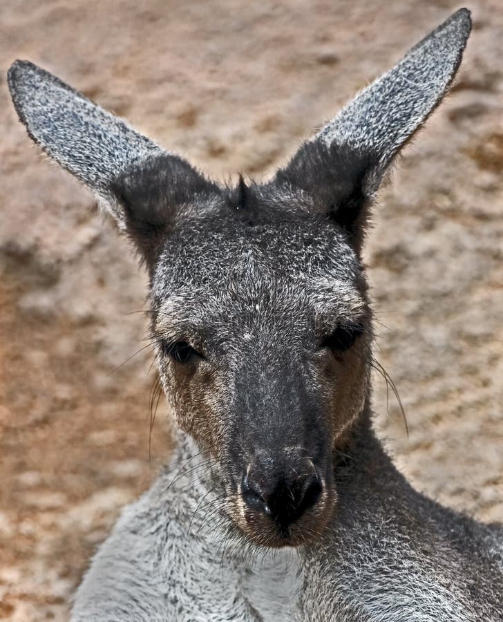 Eastern grey kangaroo 6 stock photo. Image of kangaroo - 79933782