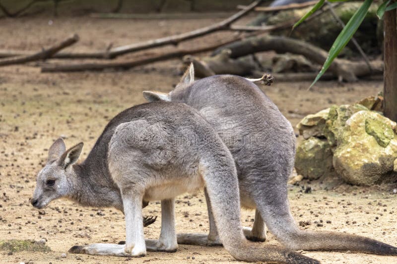Eastern Grey Kangaroo (Macropus Giganteus Stock Image - Image of tail ...