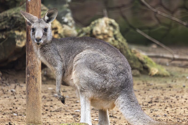 Eastern Grey Kangaroo (Macropus Giganteus Stock Image - Image of joey ...
