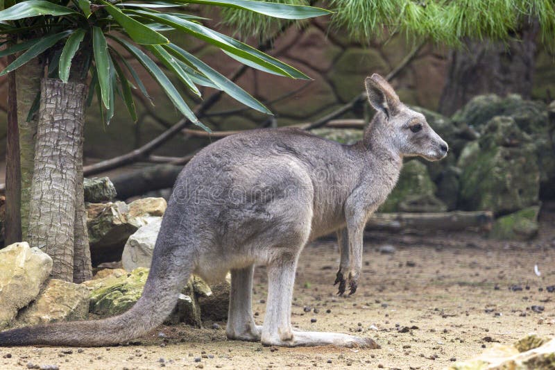 Eastern Grey Kangaroo (Macropus Giganteus Stock Photo - Image of ...