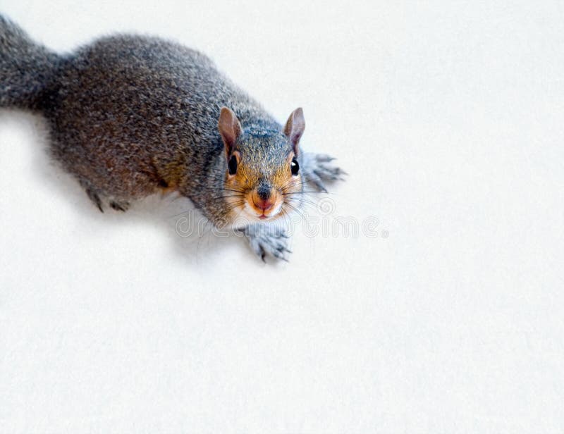 Eastern Grey Squirrel stock image. Image of face, nose - 10231385