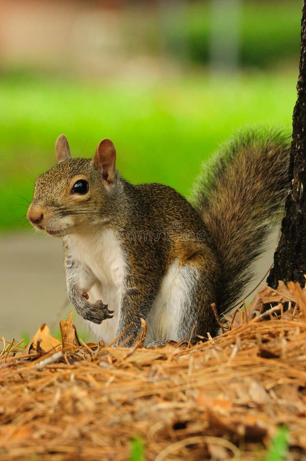 An Eastern Grey Squirrel Picture. Image: 19879455
