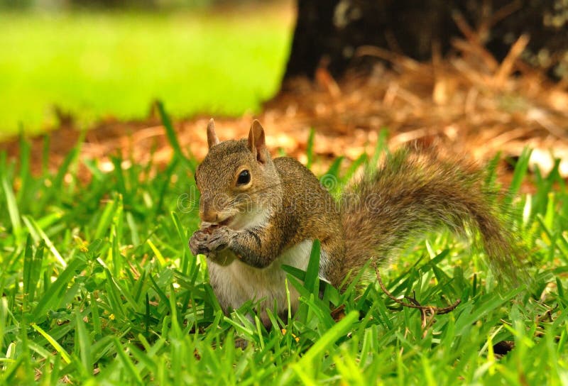 An Eastern Grey squirrel stock image. Image of lawn, squirrel - 19911053
