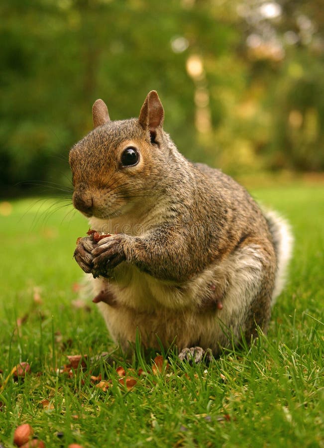 Eastern Grey squirrel stock photo. Image of holding, wildlife - 6816274