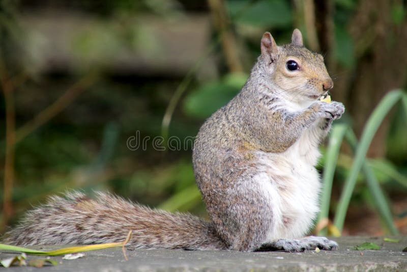 Eastern Grey Squirrel stock image. Image of white, animals - 97982241