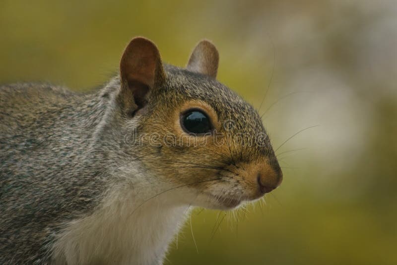 Grey Squirrel Side Profile Portrait Stock Image - Image of nuts, nature ...