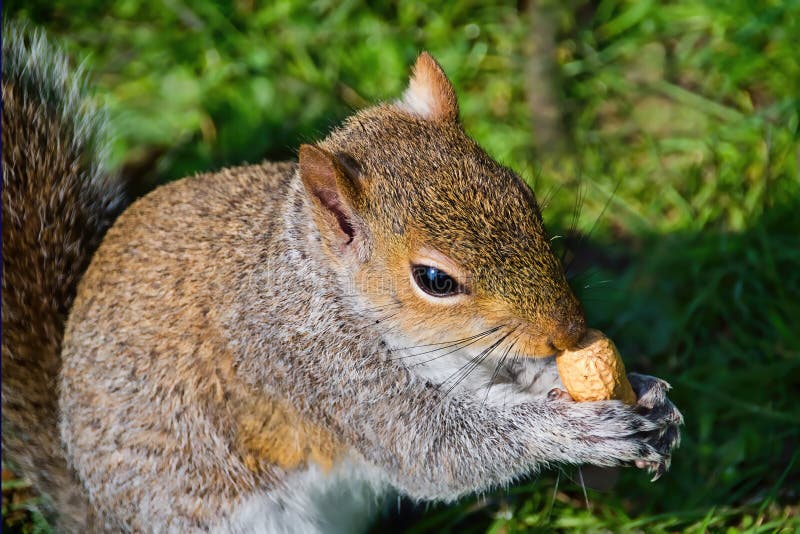 Eastern Grey Squirrel stock image. Image of closeup, peek - 39168773