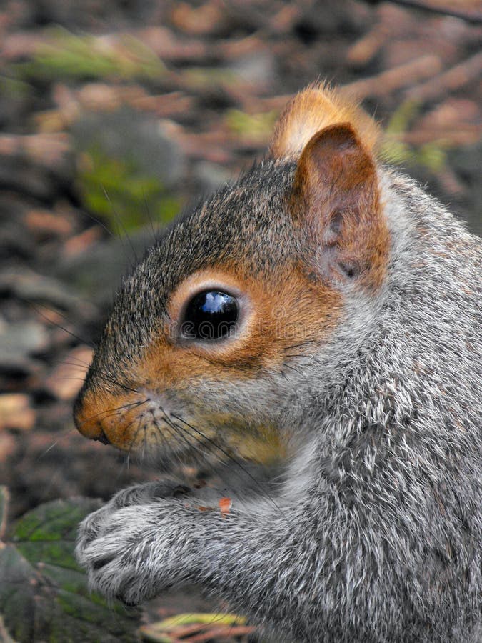 Eastern Grey Squirrel stock photo. Image of eastern - 172218494
