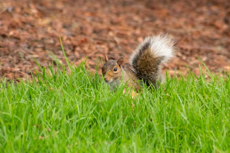 Eastern Grey Squirrel Hiding in Long Green Grass Stock Image - Image of ...