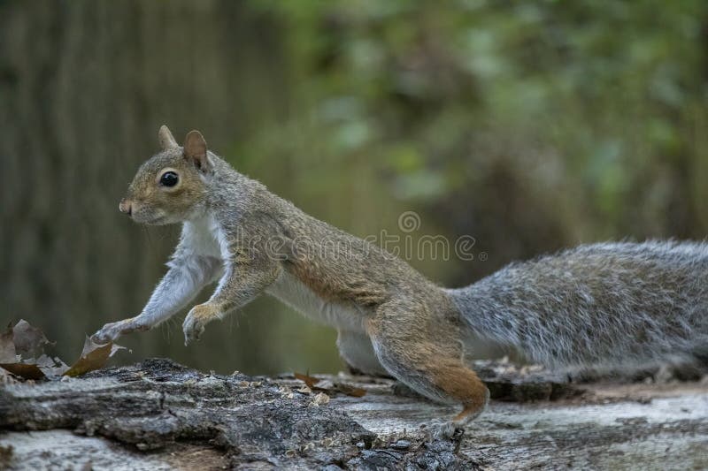 Eastern Grey Squirrel on Log in Forest Stock Image - Image of closeup ...