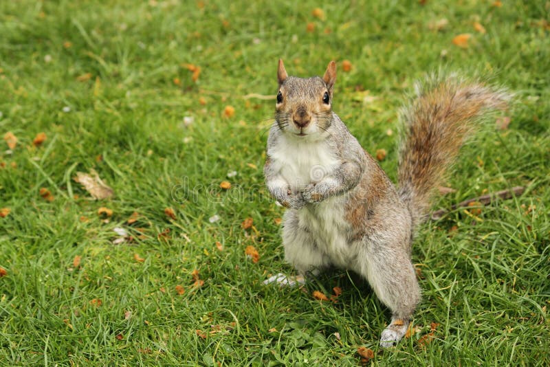 An Eastern Grey Squirrel Looking Guilty and Suspicious in the Grass ...