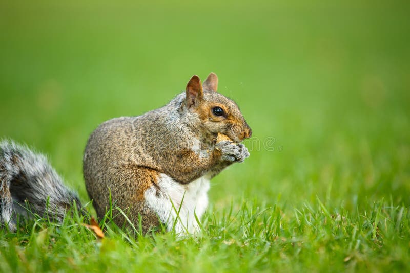 Eastern Grey Squirrel stock photo. Image of rodent, brown - 45661960