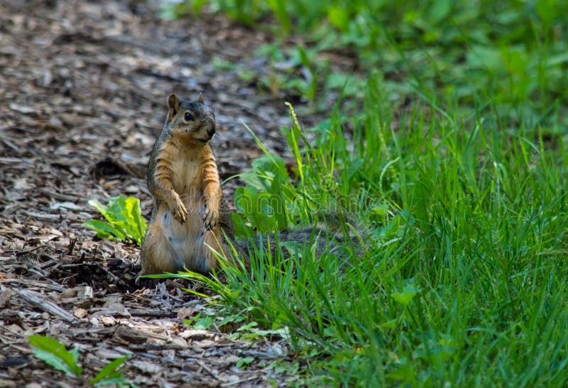Squirrel Cache Stock Photos - Free & Royalty-Free Stock Photos from ...