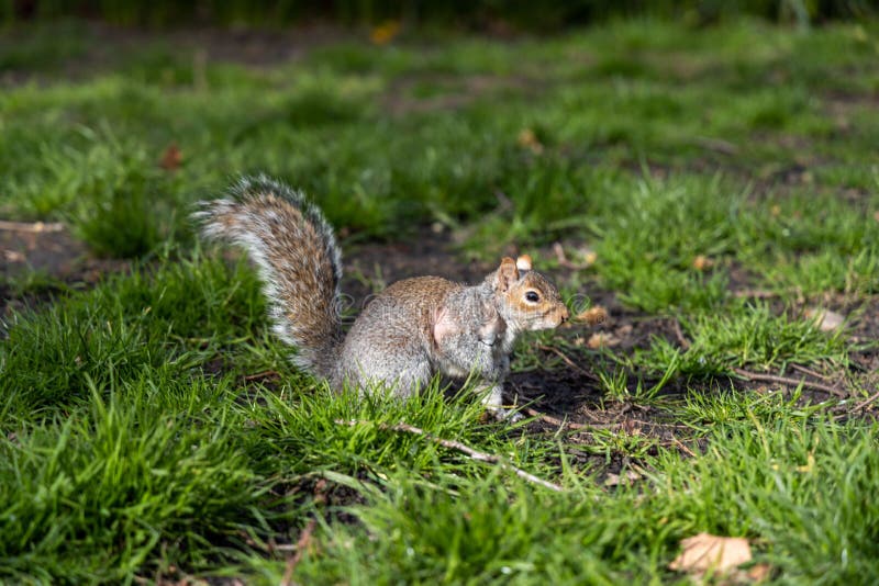 Eastern Grey Squirrel, Sciurus Carolinensis in a Park Stock Image ...