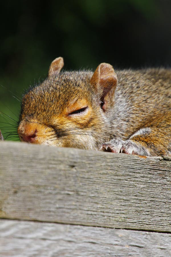 Eastern Grey Squirrel (Sciurus Carolinensis) Sleeping on Top of a Fence ...