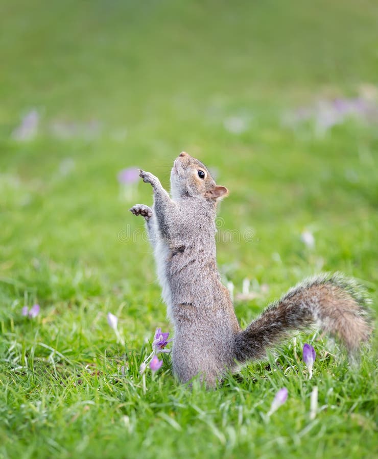Eastern Grey Squirrel Standing Up on Its Hind Legs in Green Grass with ...