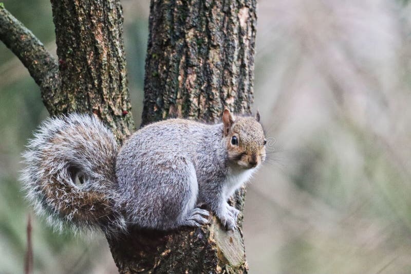 Eastern Grey Squirrel on a Tree. Stock Photo - Image of natural, animal ...