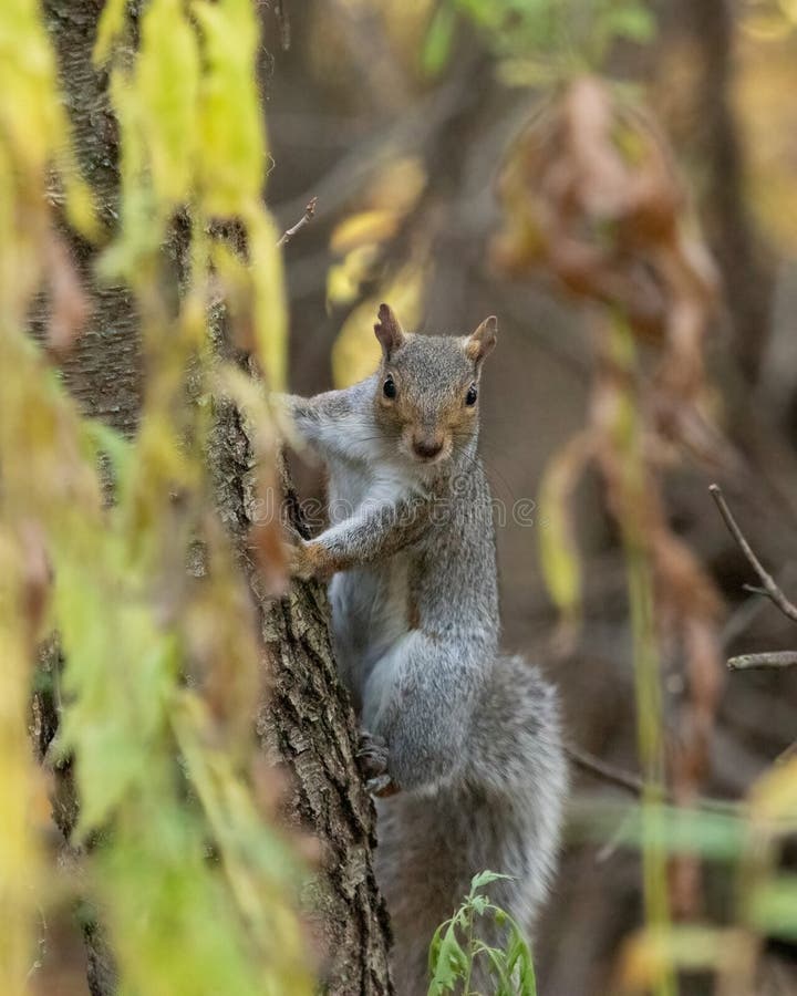 Eastern Grey Squirrel on Tree during Autumn Stock Image - Image of wild ...