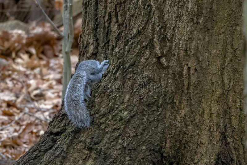 Eastern Grey Squirrel on Tree Bark. Stock Image - Image of brown ...