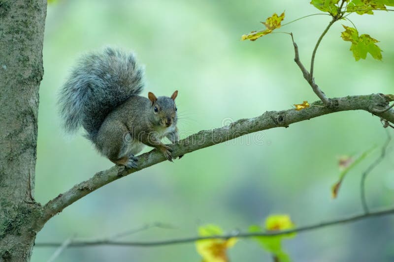 Eastern Grey Squirrel on a Tree Branch. Stock Image - Image of outdoors ...