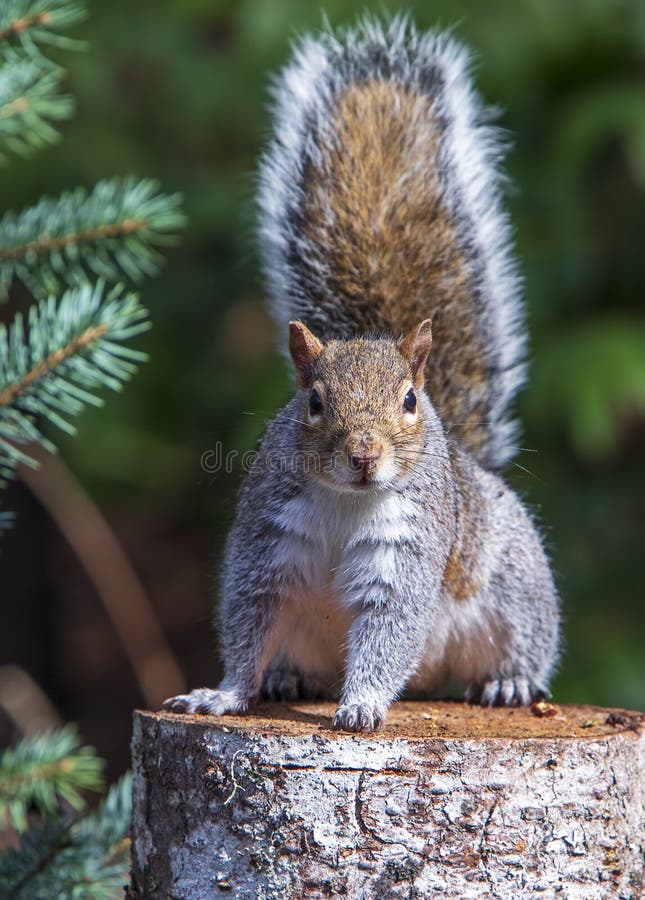 Grey Squirrel Facing Camera Stock Photos - Free & Royalty-Free Stock ...