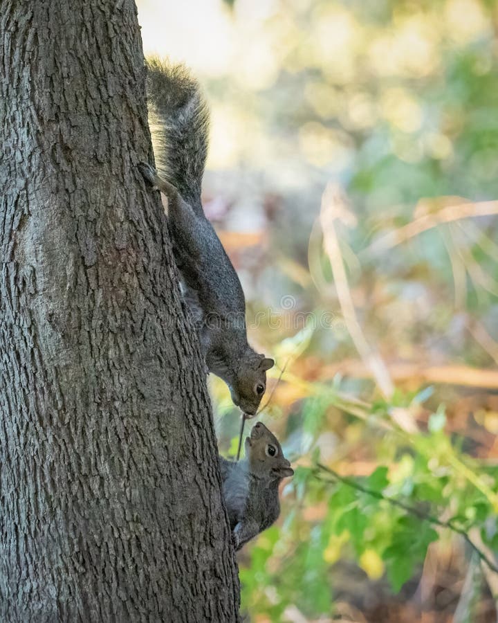 Eastern Grey Squirrels Playing on Tree Stock Photo - Image of fall ...
