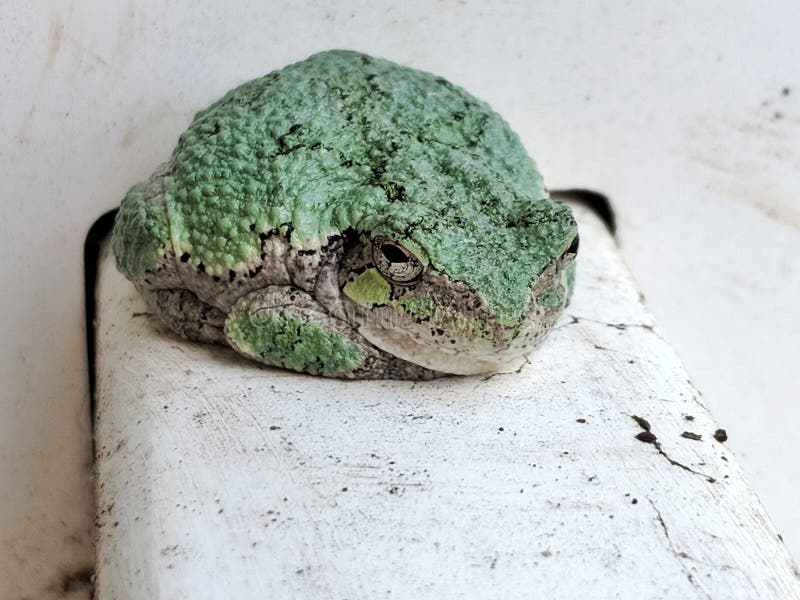 Eastern Grey Tree Frog Resting Stock Image - Image of dirty, amphibious ...