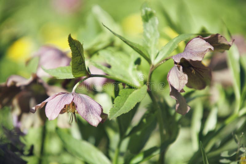 Eastern Hellebore. Spring Flowers Stock Image - Image of park ...