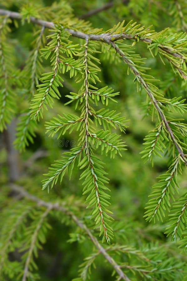 Eastern hemlock stock image. Image of hemlock, eastern - 154778479