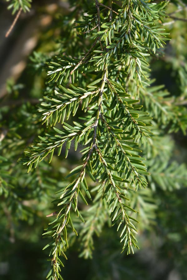 Eastern hemlock stock image. Image of plant, foliage - 208388137
