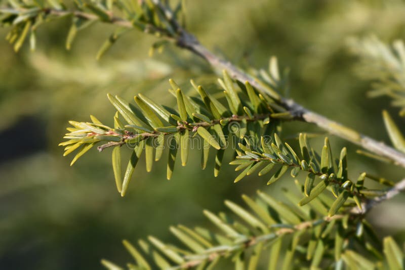 Eastern hemlock stock photo. Image of nature, outdoors - 167698336