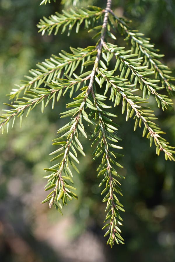 Eastern hemlock stock image. Image of branch, botany - 207537735