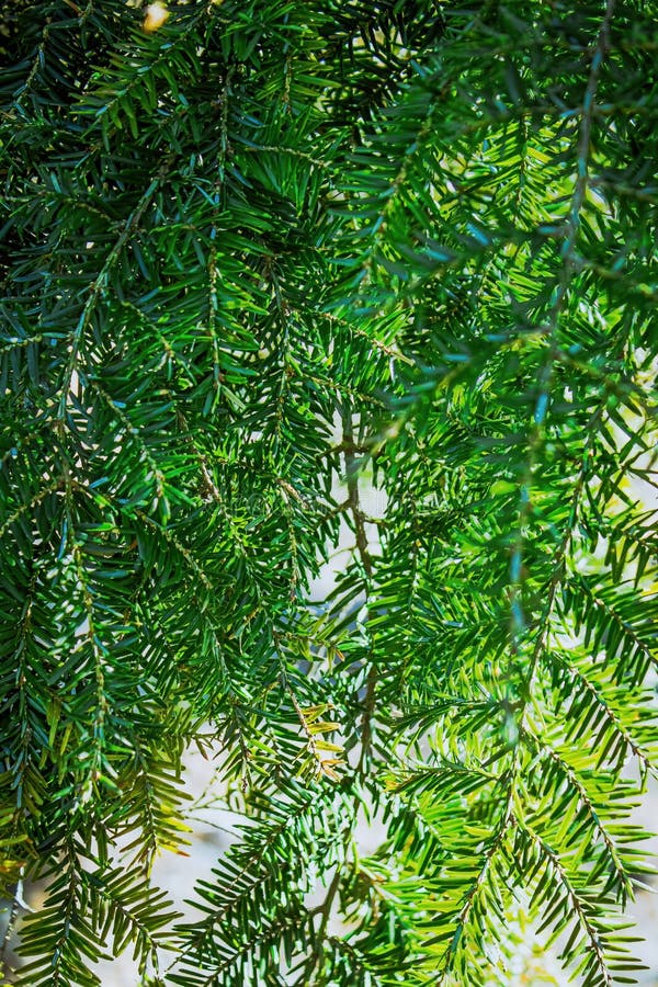Eastern Hemlock Hanging Over and Upclose Stock Image - Image of tsuga ...