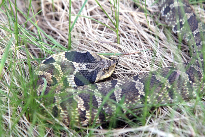 Eastern Hognose Snake stock photo. Image of reptile - 147252730