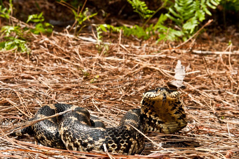 Eastern Hognose Black Snake `Heterodon Platirhinos` Stock Photo - Image ...