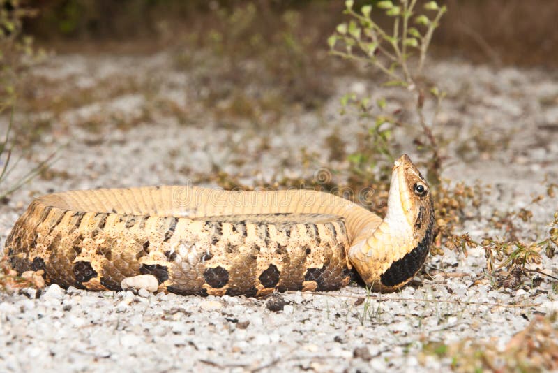 Eastern Hognose Snake stock image. Image of blending - 45497231
