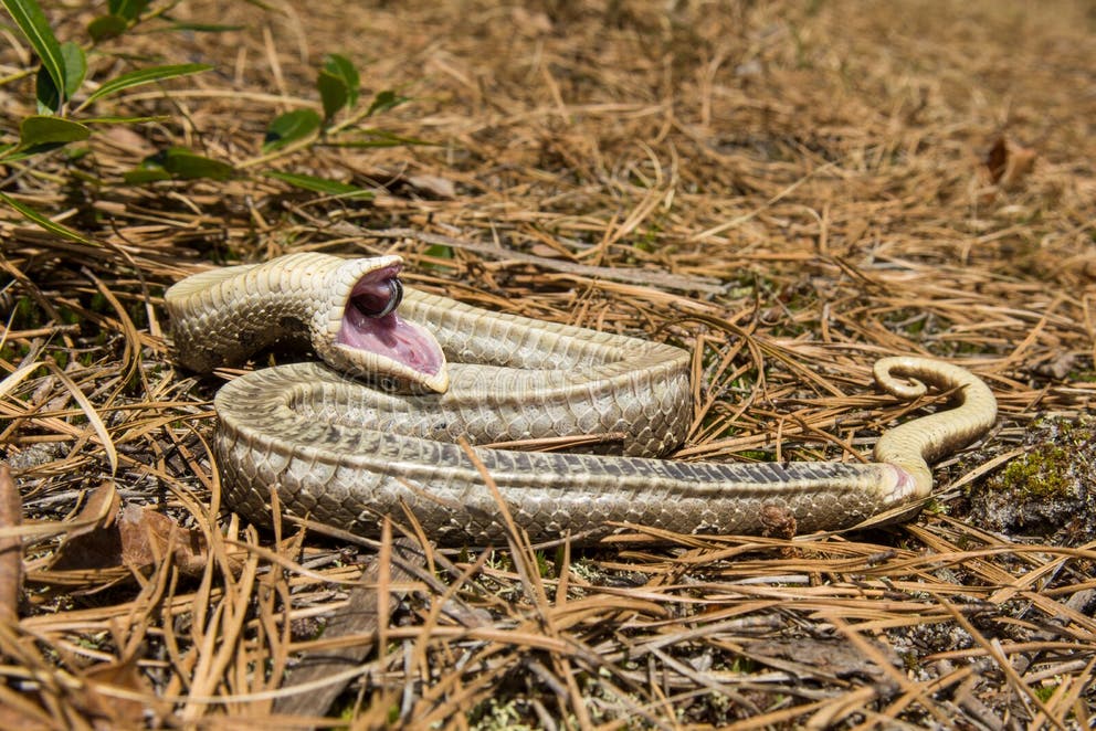Eastern Hognose Snake stock photo. Image of detail, cryptic - 53202150