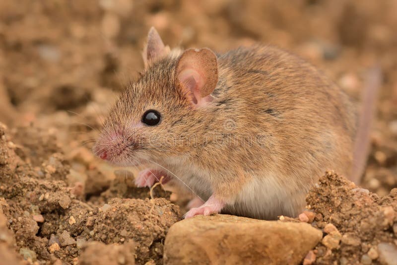 Eastern House Mouse - Mus Musculus Stock Image - Image of small ...