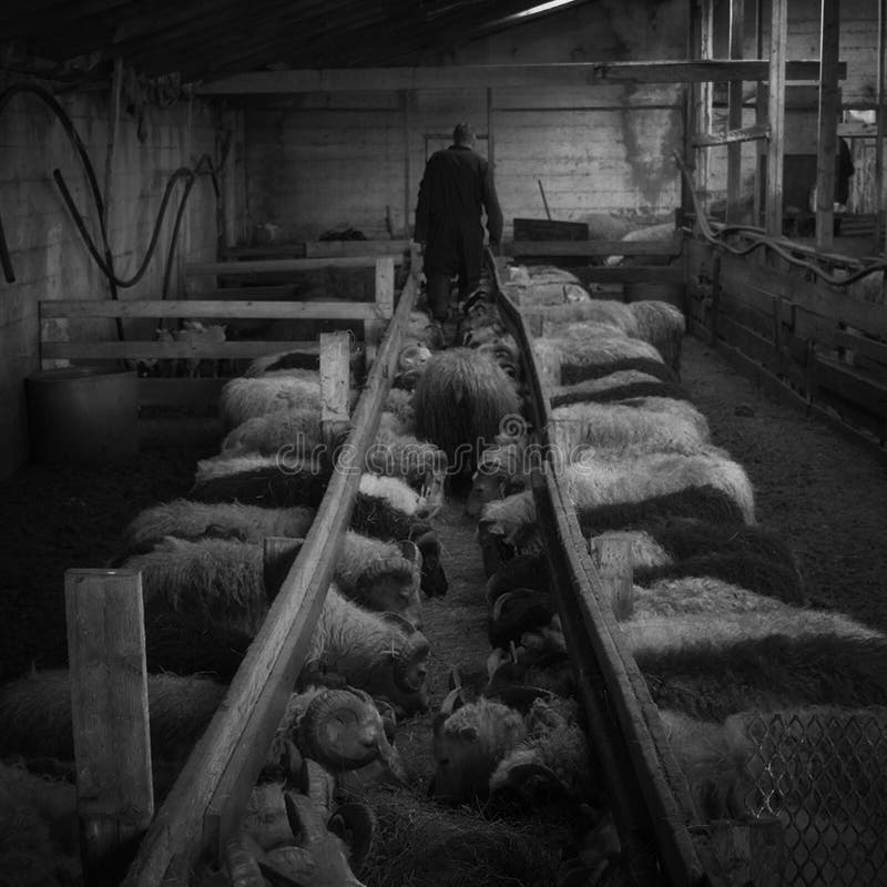 Eastern Iceland Sheep Farm stock photo. Image of view - 92601478