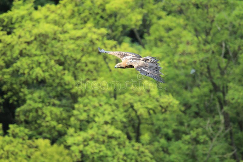 Eastern imperial eagle stock photo. Image of eastern - 44006246